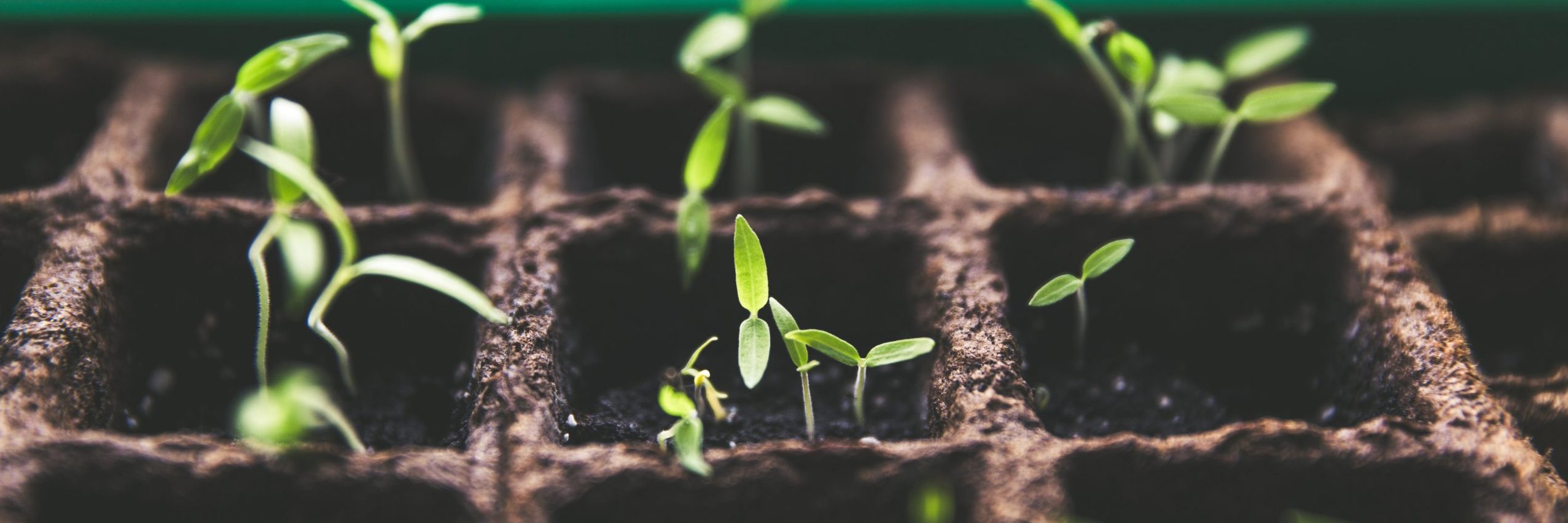 Christopher Tan - CEO | Providend