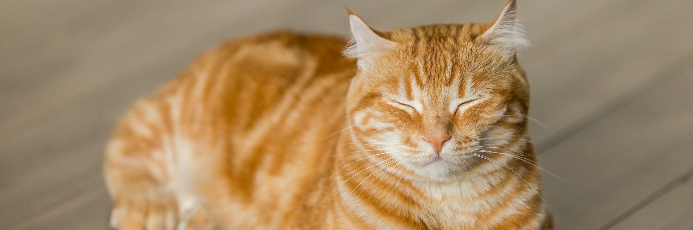 Wake up and Smell the Roses… Except I Literally Can’t - Providend